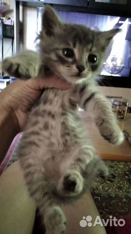 Кошка в дар