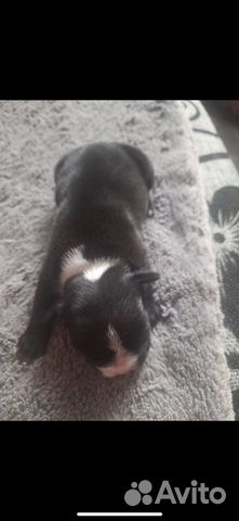 Французский бульдог