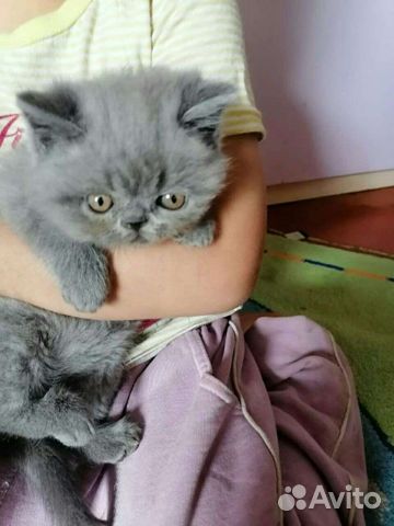Экзотические котята