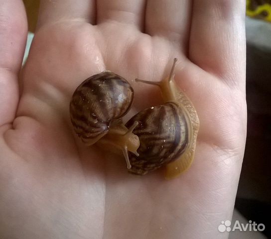 Улитята Архатина