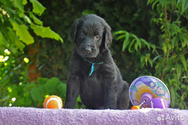 Прямошерстный ретривер(Flat Coated retriever) щенк