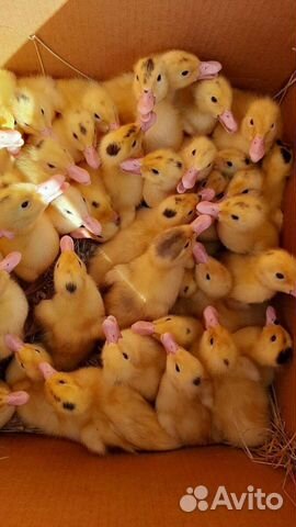 Суточные гусята Линда