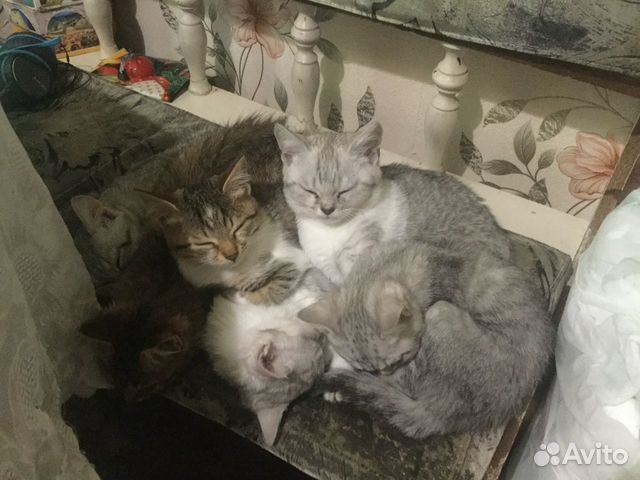 Котята в добрые руки (сибирско-британской породы)