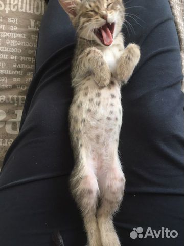 Котенок крысолов