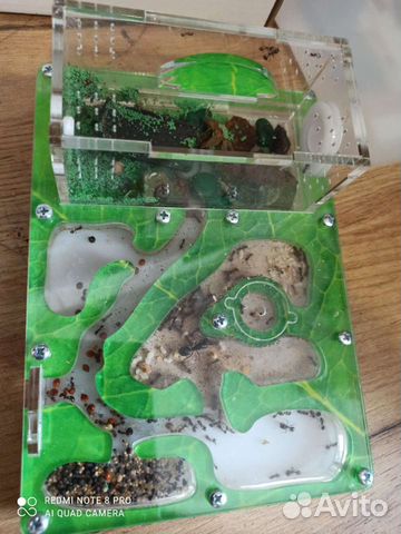 Муравьиная ферма