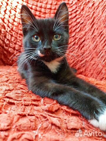 Котёнок