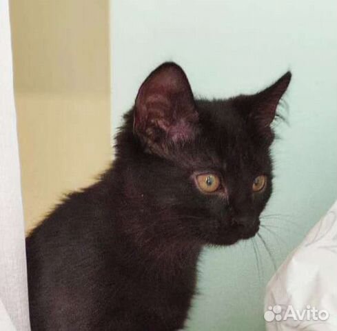 Ласковая черная пантера, 2,5 месяца