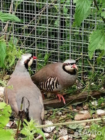 Птицы кеклик, горная куропатка