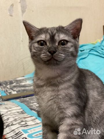 Шотландские страйты и фолды