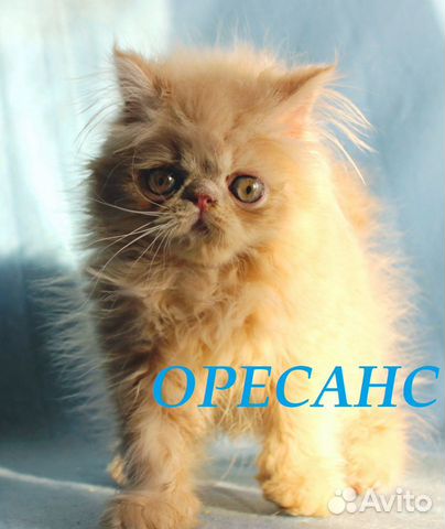 Персидский котенок нежно кремового окраса