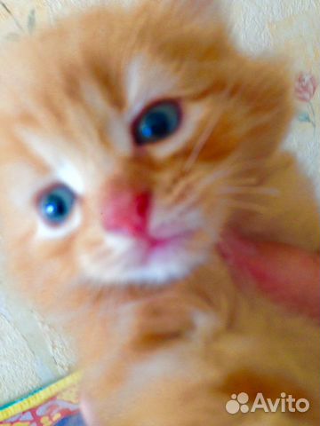 Сибирские пушистики