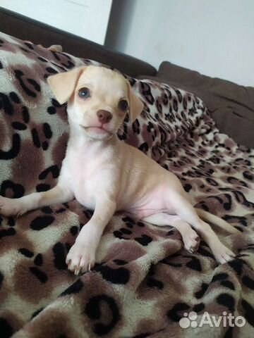 Щенок от чихуахуа