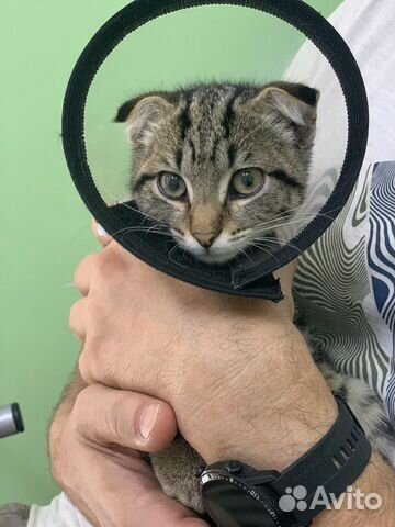 Британеский котенок