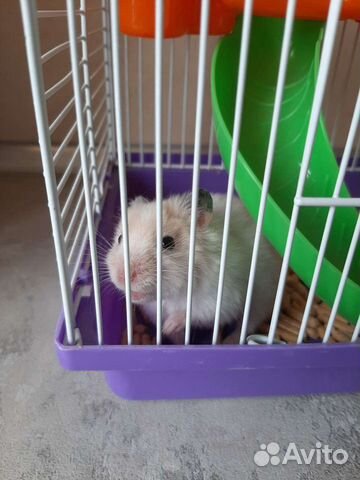 Сирийский хомяк бесплатно