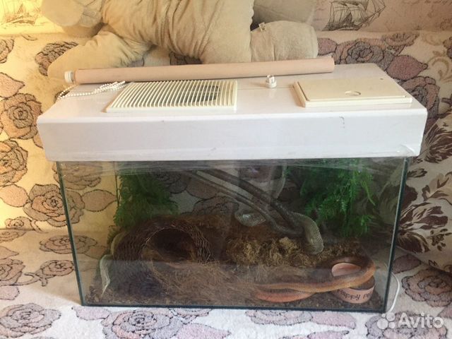 Змея Моисовый полоз