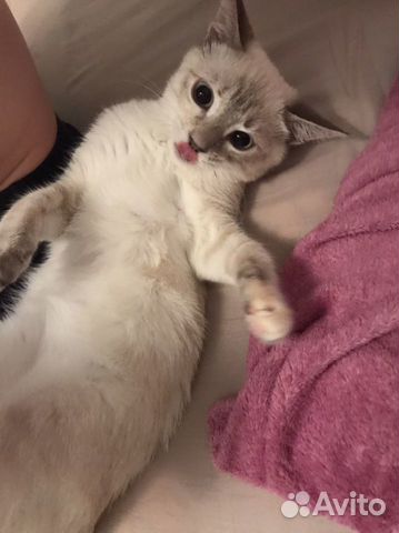 Котенок (кошка) 4 месяца с полным комплектом