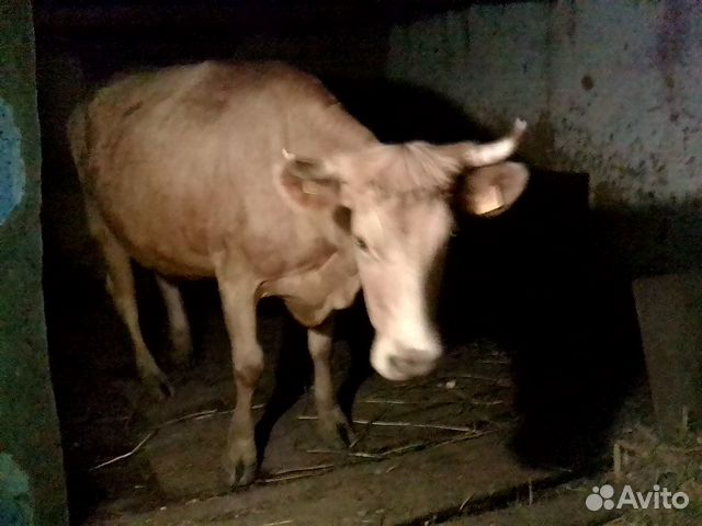 Корова дойная