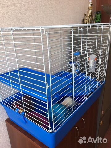 Крыски вместе с клеткой (в идеале) в добрые руки