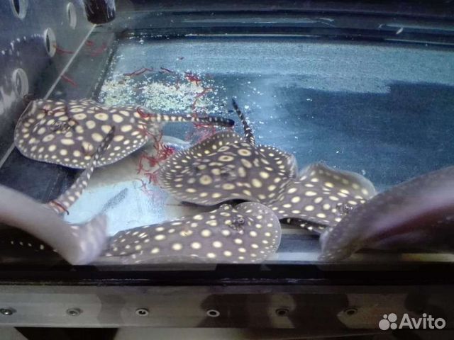 Скаты Леопольди