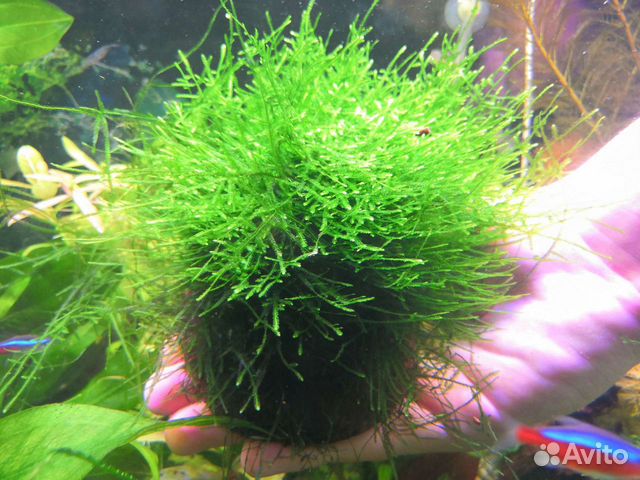 Мох на кокосе