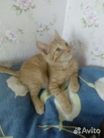 Котёнок рыжий в добрые руки