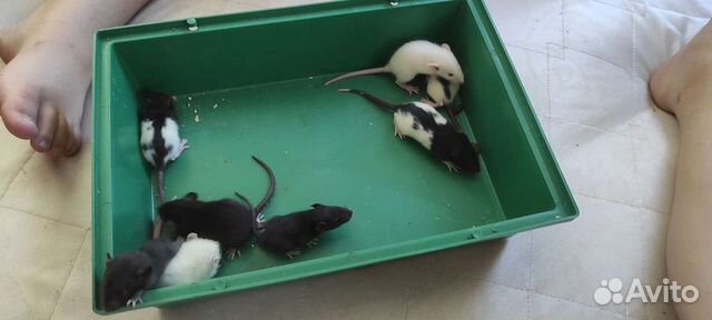 Крысы дамбо