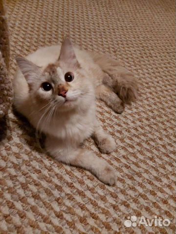 Кошка невская маскараднаяв дар 9 мес