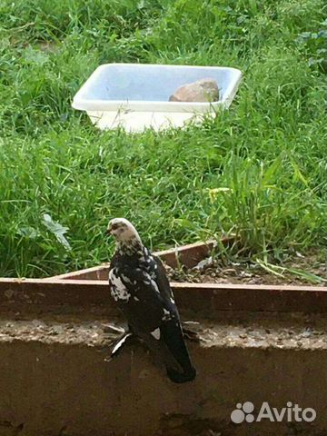 Продажа узбекских голубей