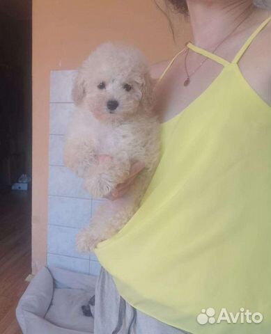 Абрикосик мальтипу