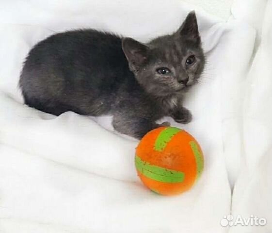 Котёнок Дым