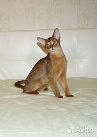 Абиссинчик