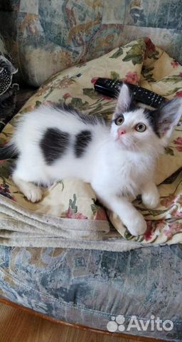 Игривый котенок в добрые руки