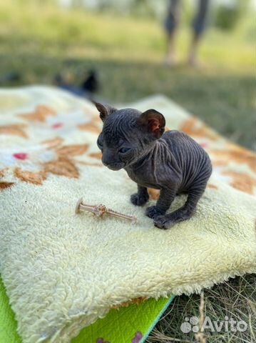 Донской сфинкс