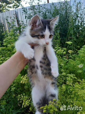 Британская табби