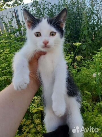 Британский арлекин