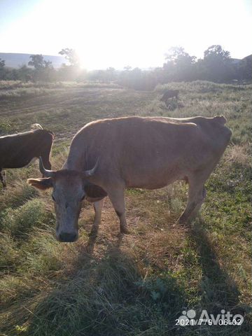 Коровы яловые