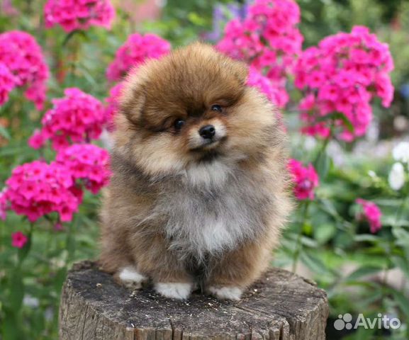 Счастье в дом