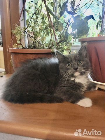 Котёнок Савелий в добрые руки