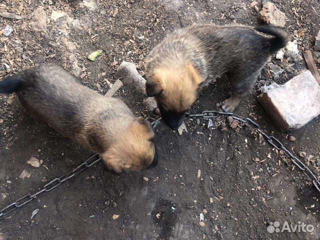 4 щенка породы лайка