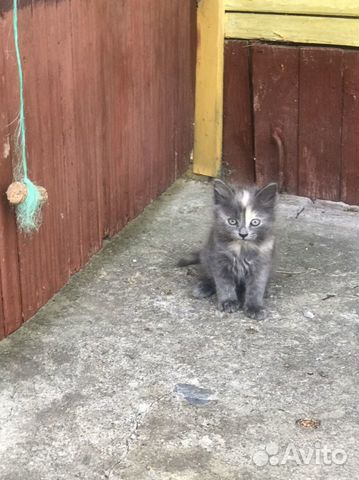 Котик серый пушистый