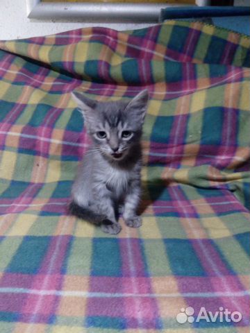 Котёнок в дар