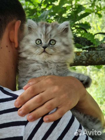 Персидская шиншилла