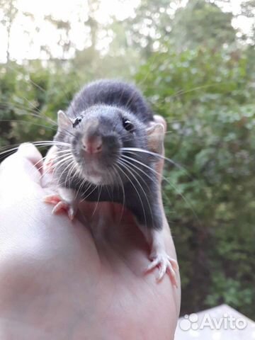 Крысята дамбо. Девочки