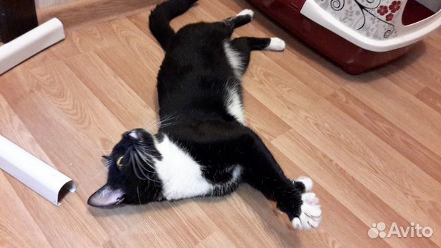 Котик Томас в добрые руки