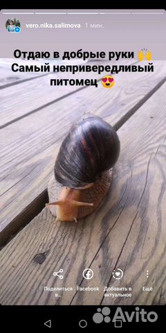 Улитка ахатина