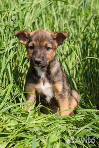 Щенок Кнопочка