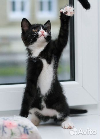 Очень шустрый котёнок