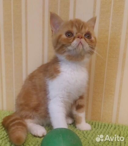 Экзотическая