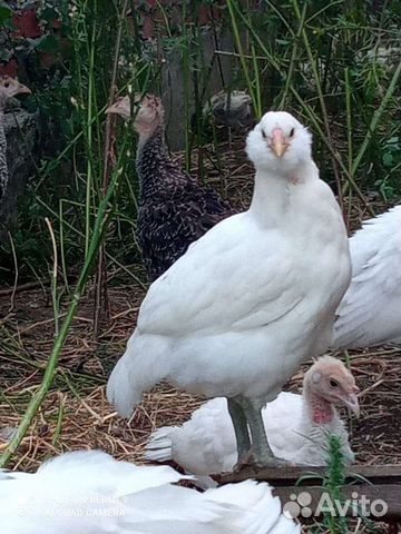 Гергебильские цыплята