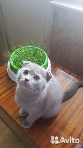 Британские котята